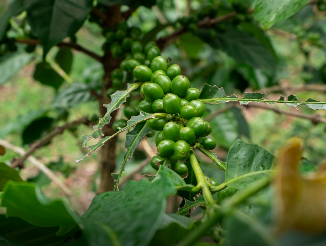 Carlisle Partnership with Treedom | Carlisle Brake & Friction